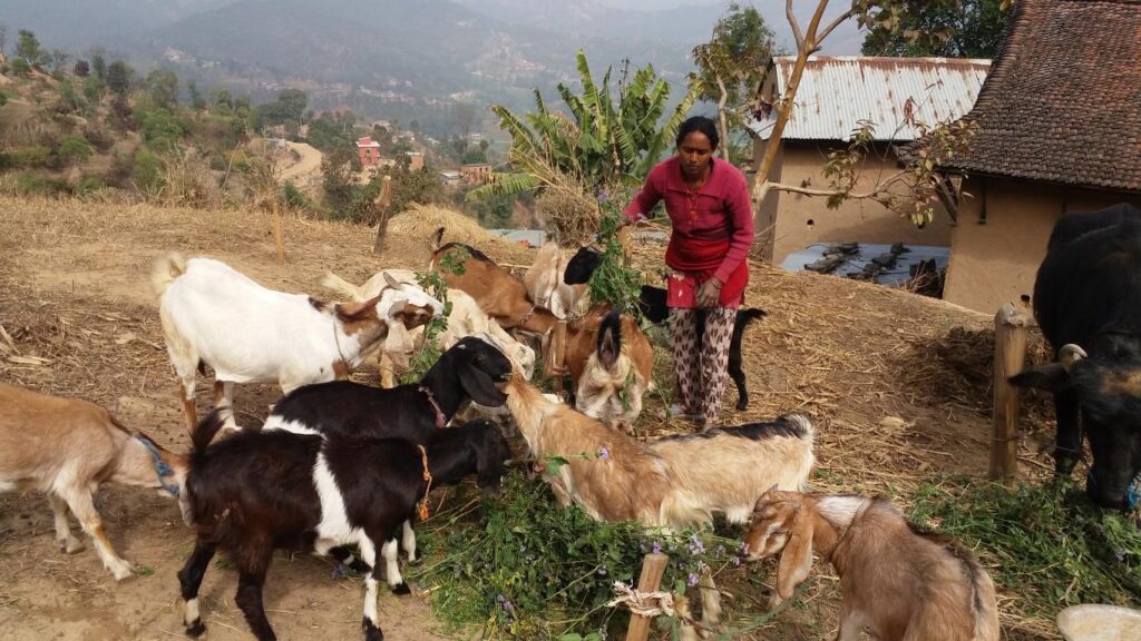 Goat farming changes Masali’s lives – Compassionate Hands For Nepal